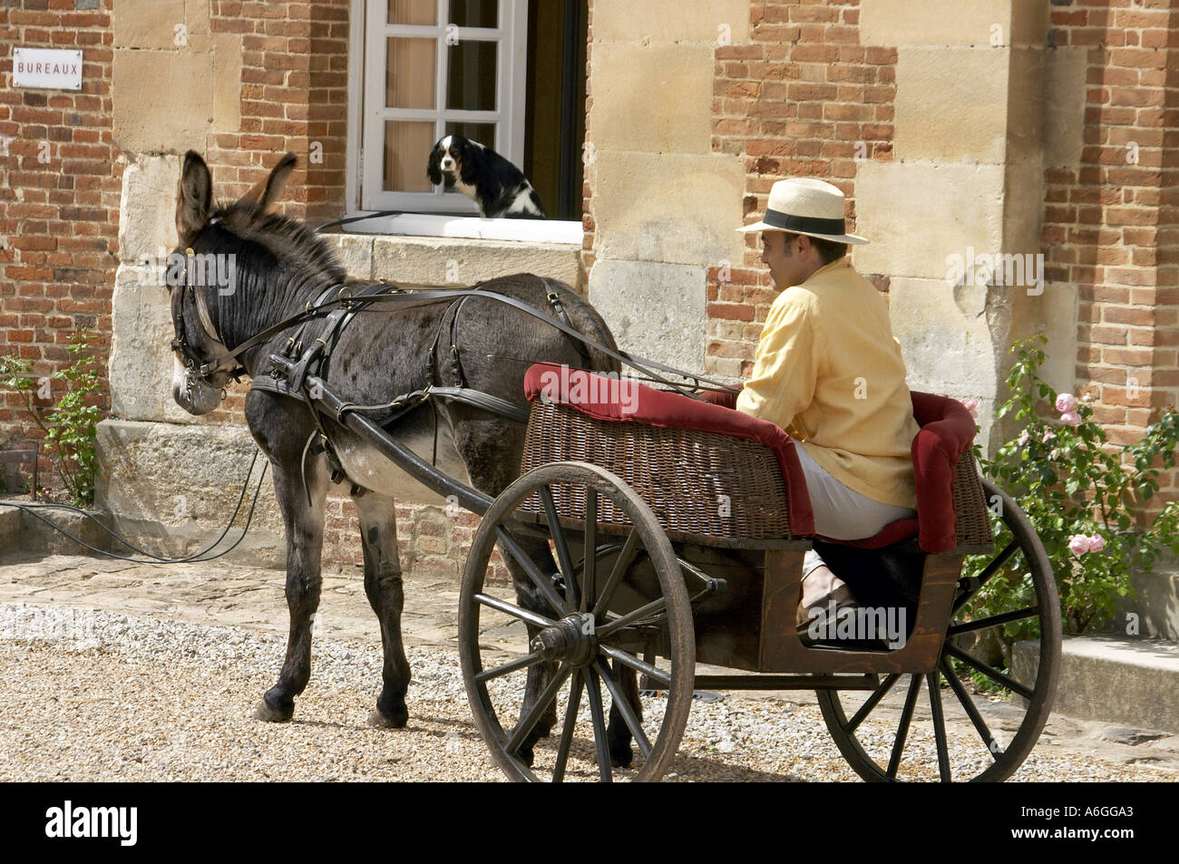Normandy donkey hi-res stock photography and images - Alamy