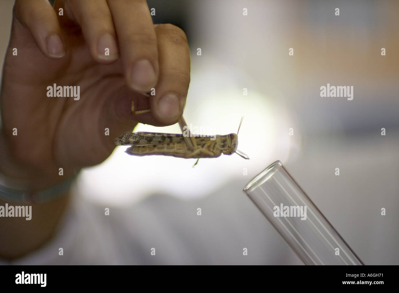 Animal experiment hi-res stock photography and images - Alamy