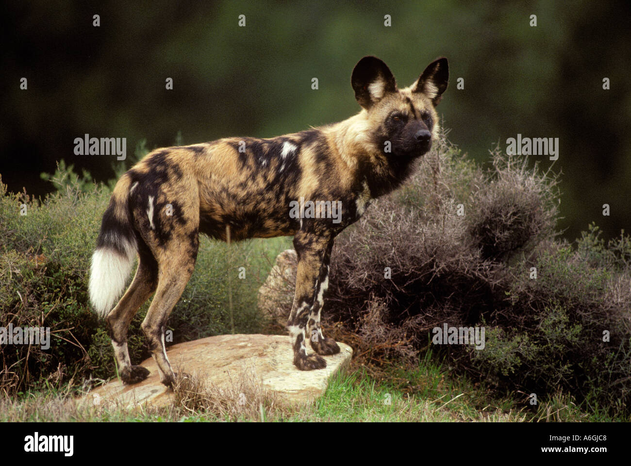 African Hunting Dog Lycaon pictus Endangered species Stock Photo - Alamy