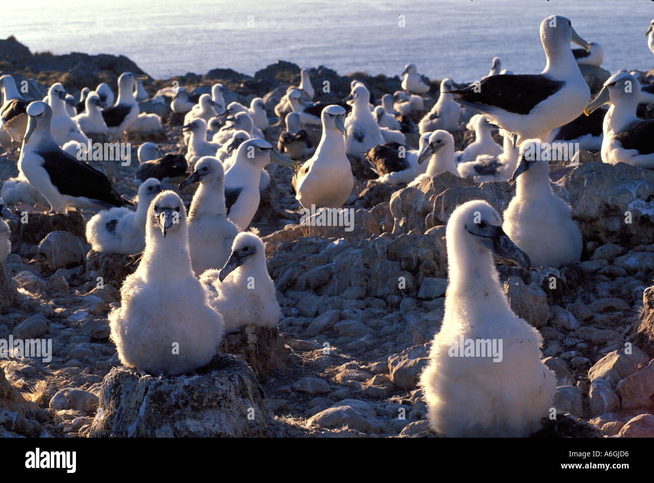 Shy albatross colony hi-res stock photography and images - Alamy