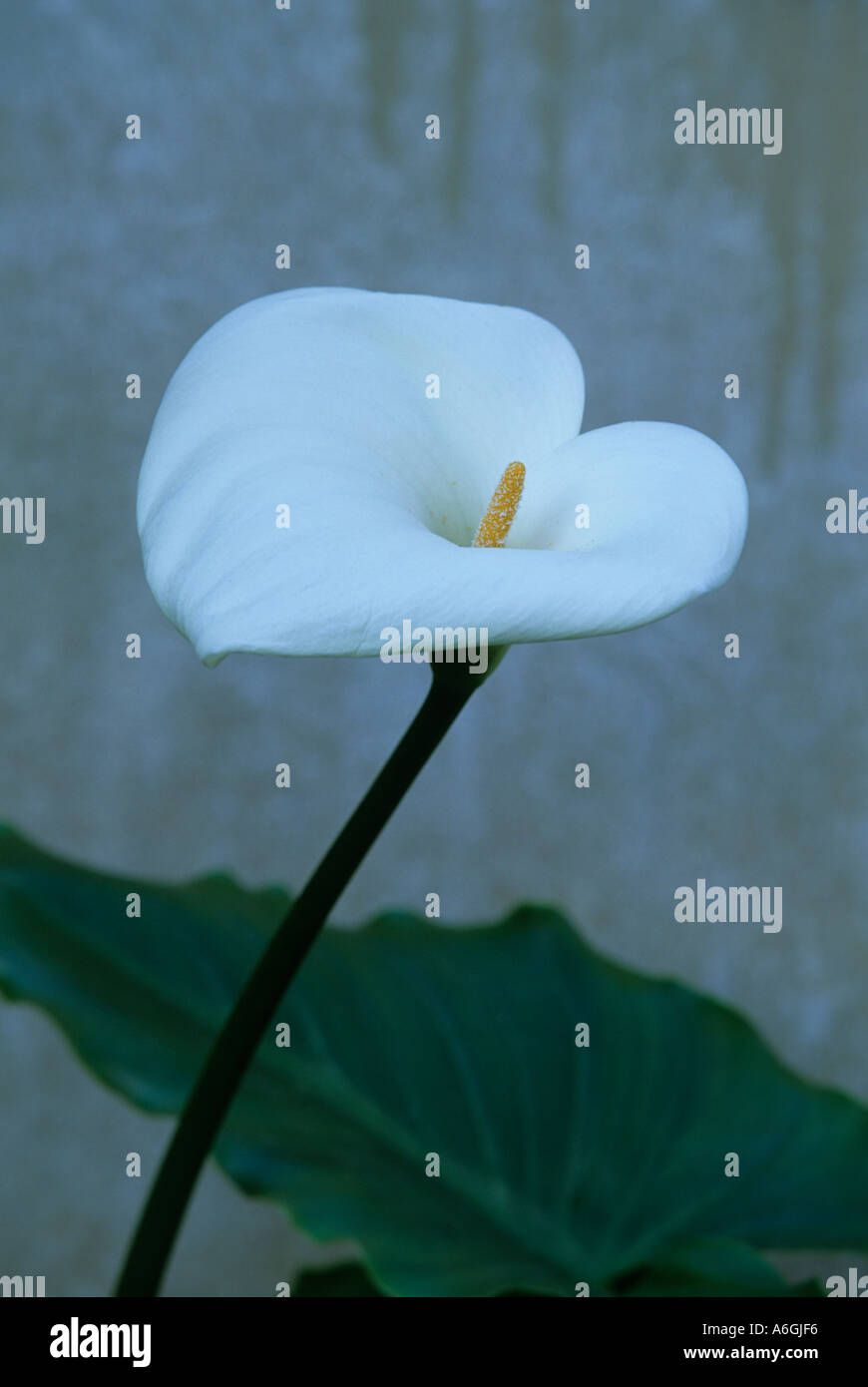 Calla Lily, Angel Island, California, USA Stock Photo - Alamy