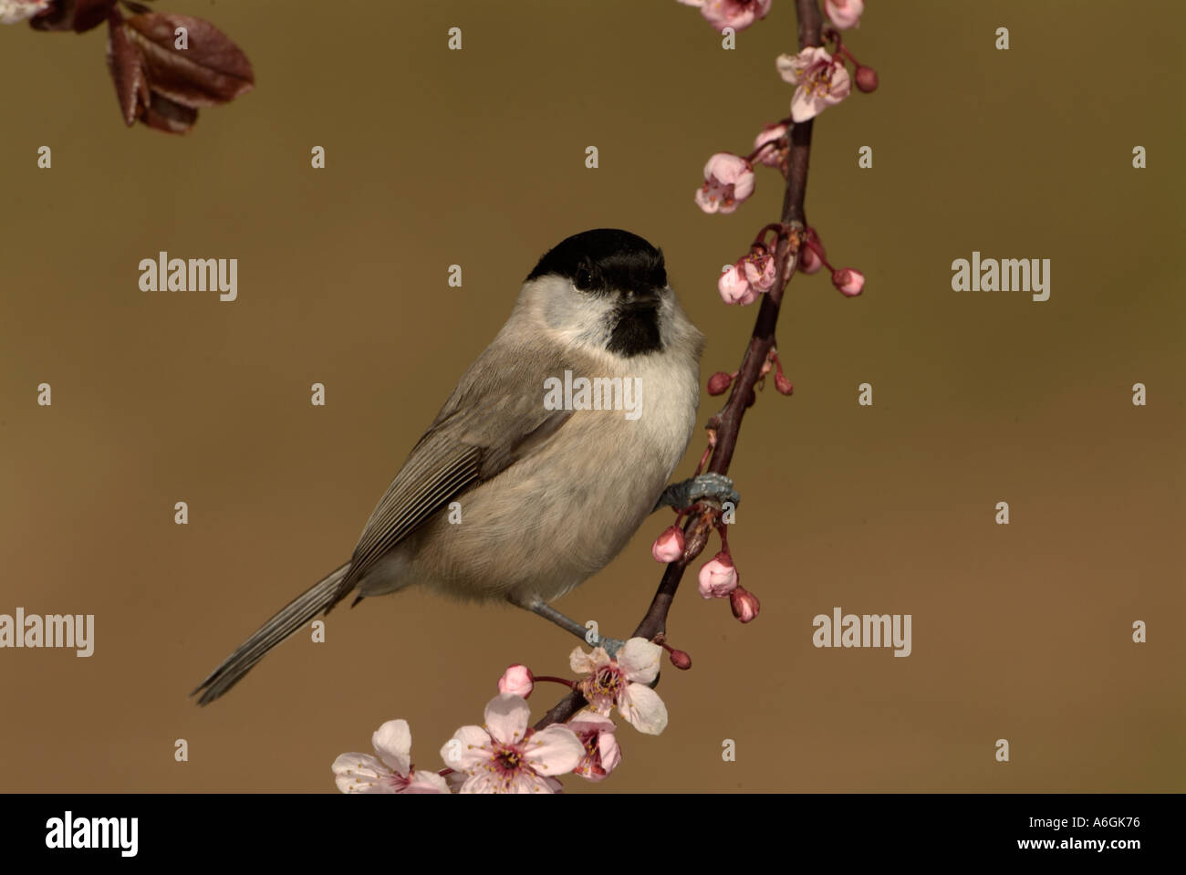MARSH TIT Parus palustris Stock Photo - Alamy
