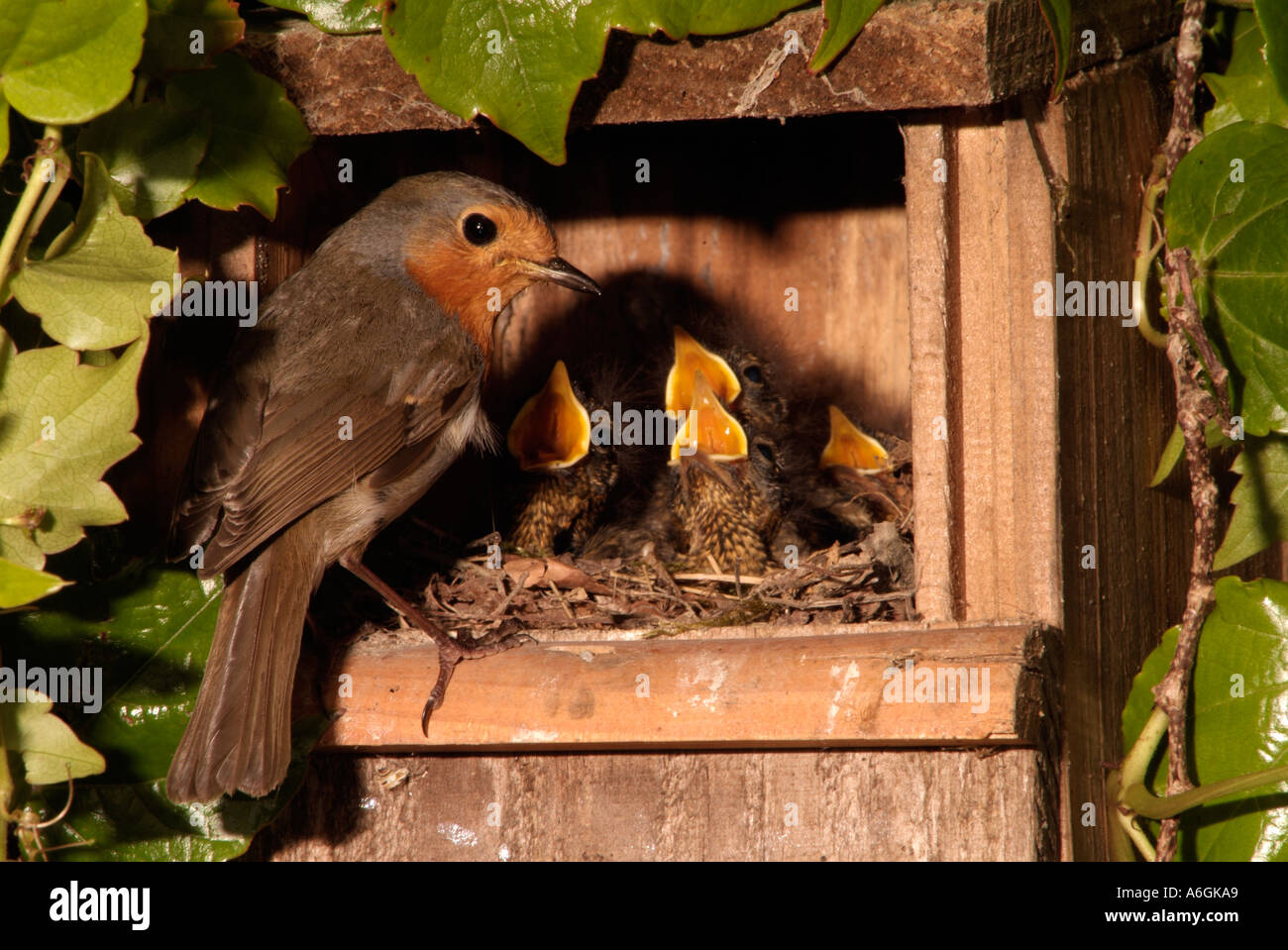 ROBIN Erithacus rubecula Feeding chicks in nest Stock Photo - Alamy