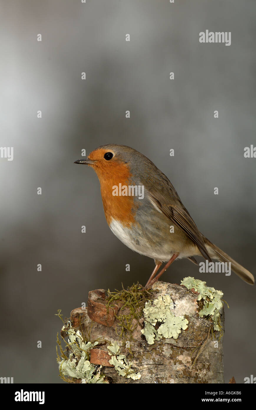 Red robin christmas hi-res stock photography and images - Alamy