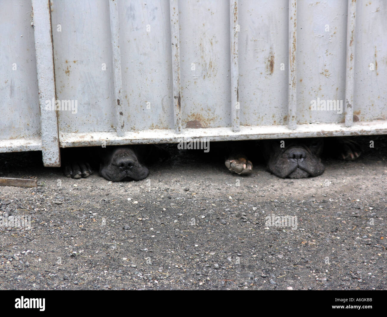 Dogs peeking from under the gate Stock Photo - Alamy