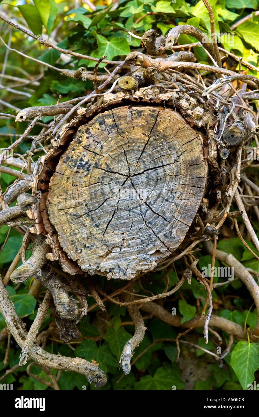 Felled tree stump with age rings surrounded by vines Stock Photo - Alamy