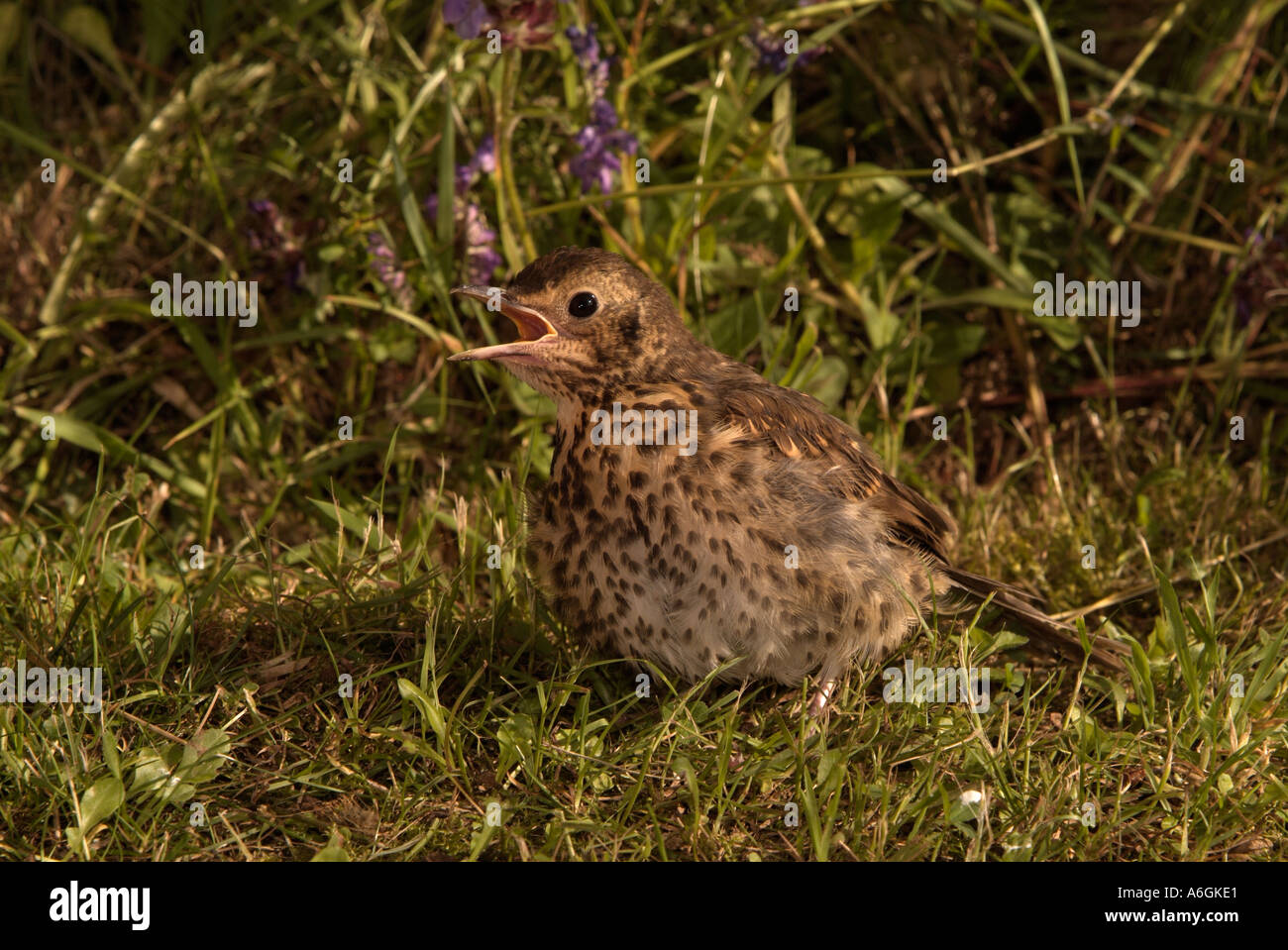 Juvenile rock thrush hi-res stock photography and images - Alamy