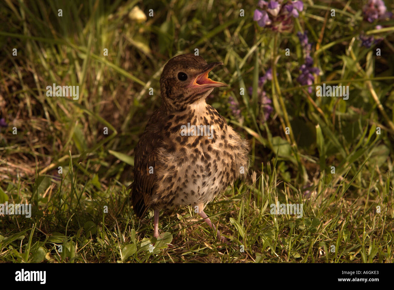 Juvenile rock thrush hi-res stock photography and images - Alamy
