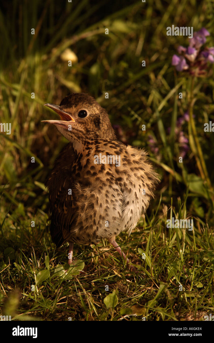 Juvenile Rock Thrush High Resolution Stock Photography and Images - Alamy