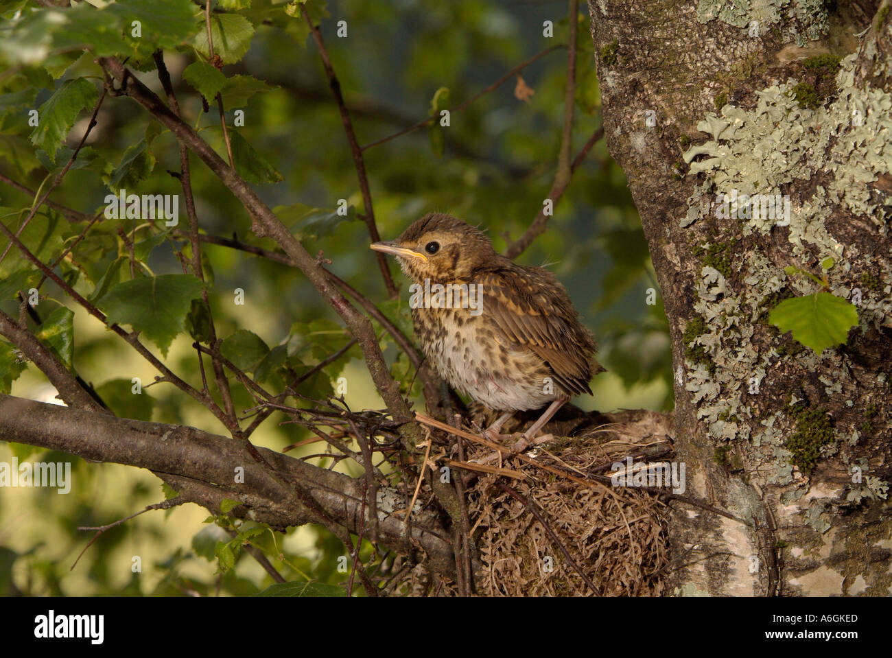 Song thrush chick hi-res stock photography and images - Alamy