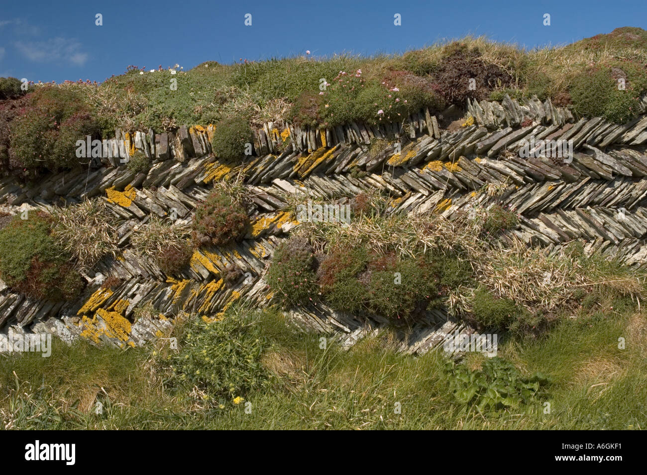 Cornish hedge dry stone wall hi-res stock photography and images - Alamy