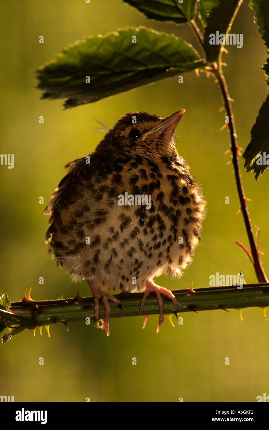 Juvenile Rock Thrush High Resolution Stock Photography and Images - Alamy