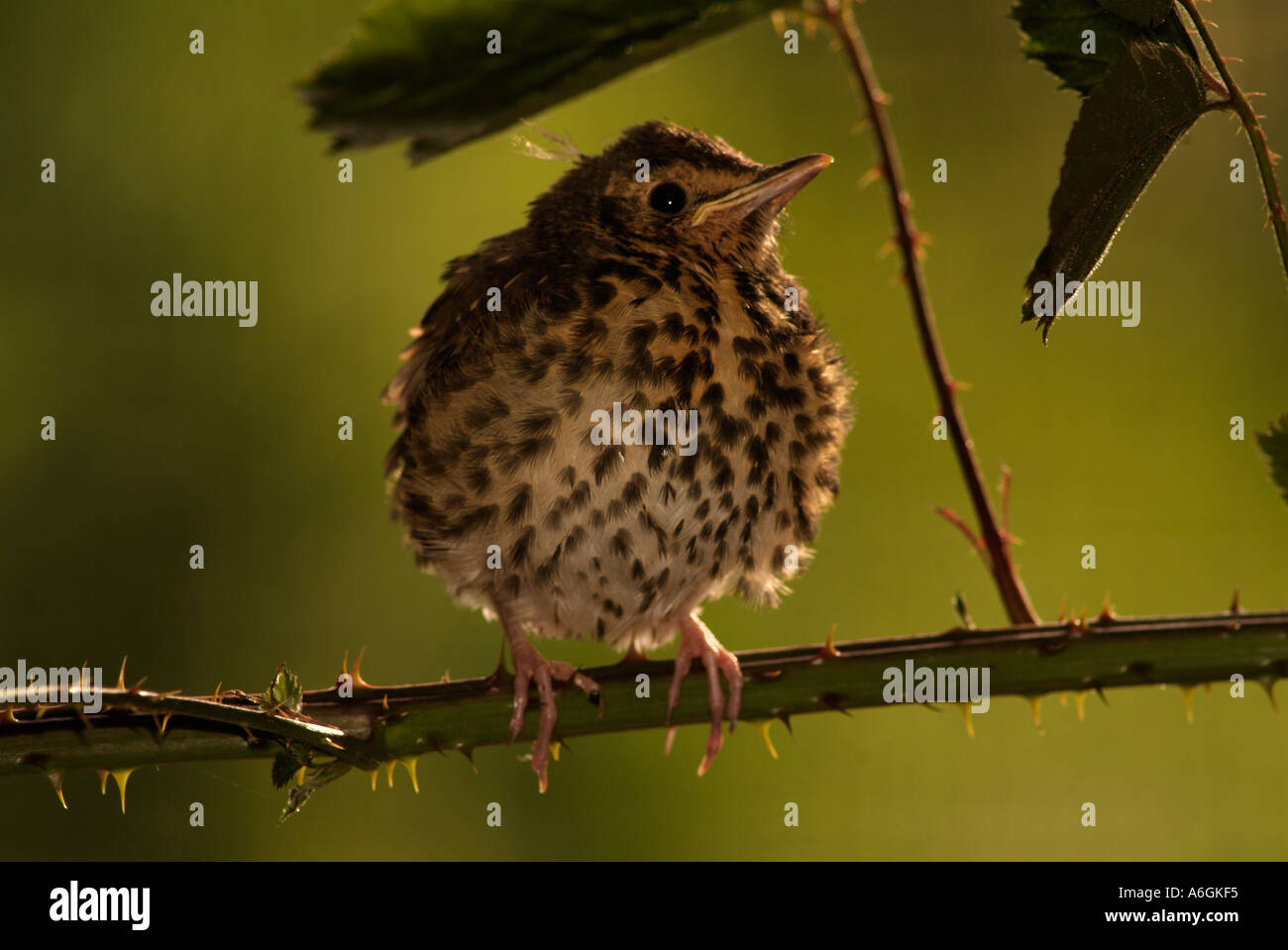 Juvenile Rock Thrush High Resolution Stock Photography and Images - Alamy