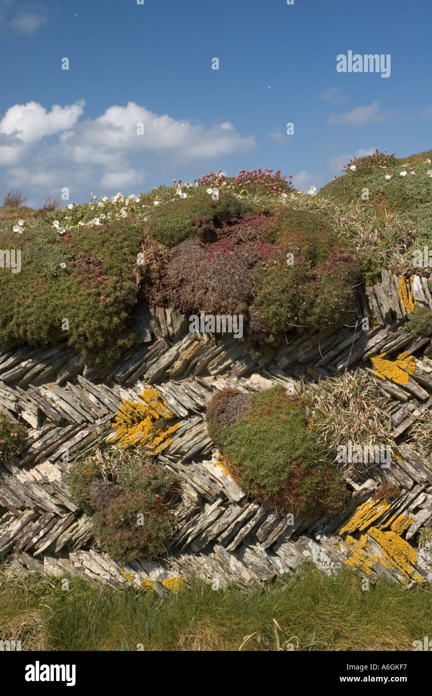 Cornish hedge dry stone wall hi-res stock photography and images - Alamy