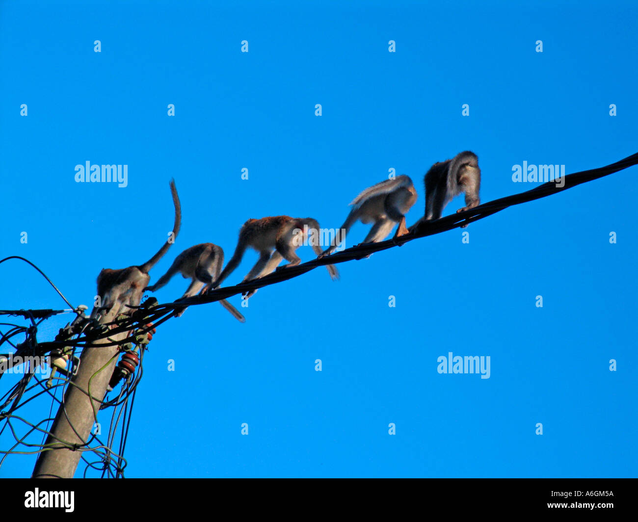 Malaysia monkeys hi-res stock photography and images - Alamy
