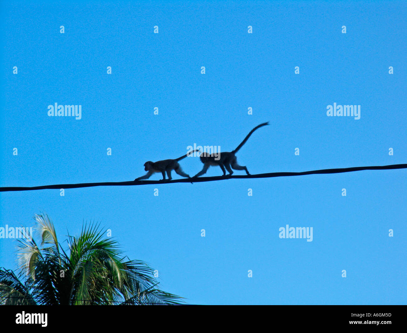 Monkeys crossing road on power line Cherating Malaysia Stock Photo - Alamy