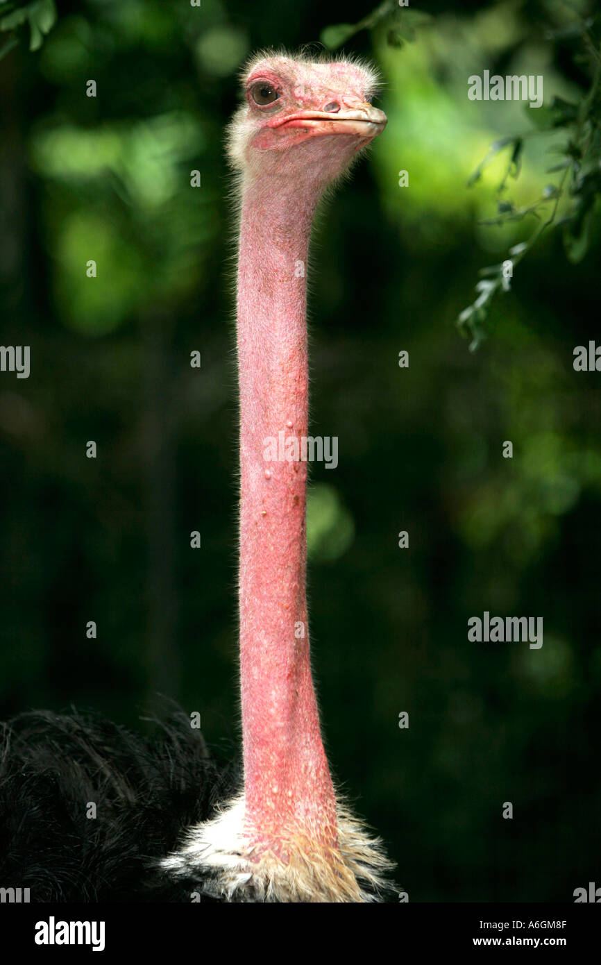 Ostrich neck and head Jurong Bird Park Singapore Stock Photo - Alamy
