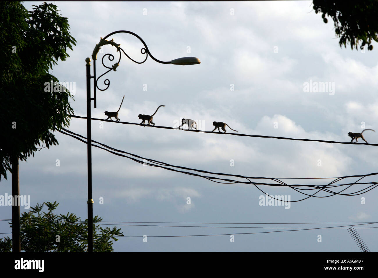 Monkeys crossing road on power line Cherating Malaysia Stock Photo - Alamy