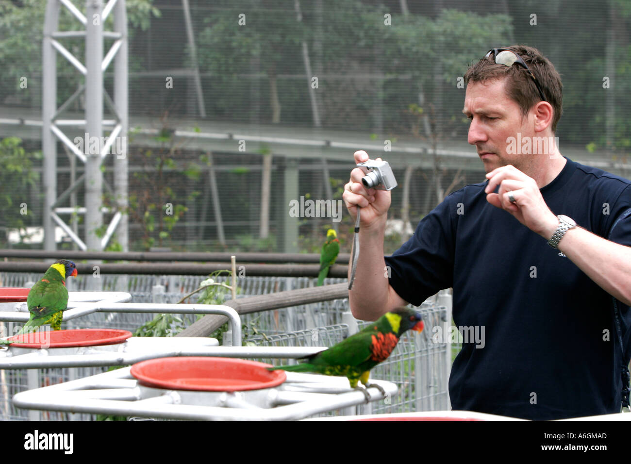 Visitor holds camera with one hand photographing lorikeets Jurong Bird ...