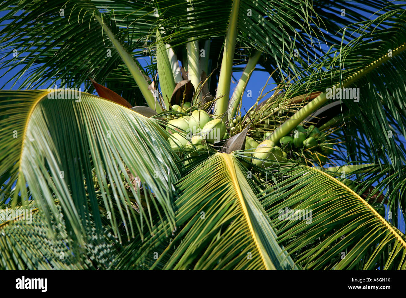 Coconut palm tree Perhentian Kecil Malaysia Stock Photo - Alamy