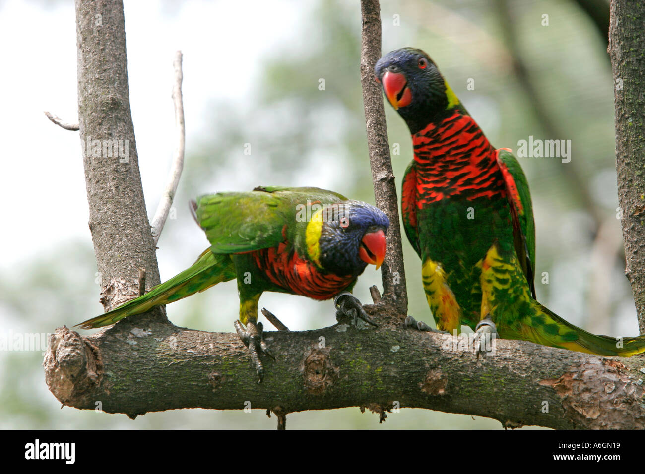 Pair of lorikeets Jurong Bird Park Lory Loft Singapore Stock Photo - Alamy