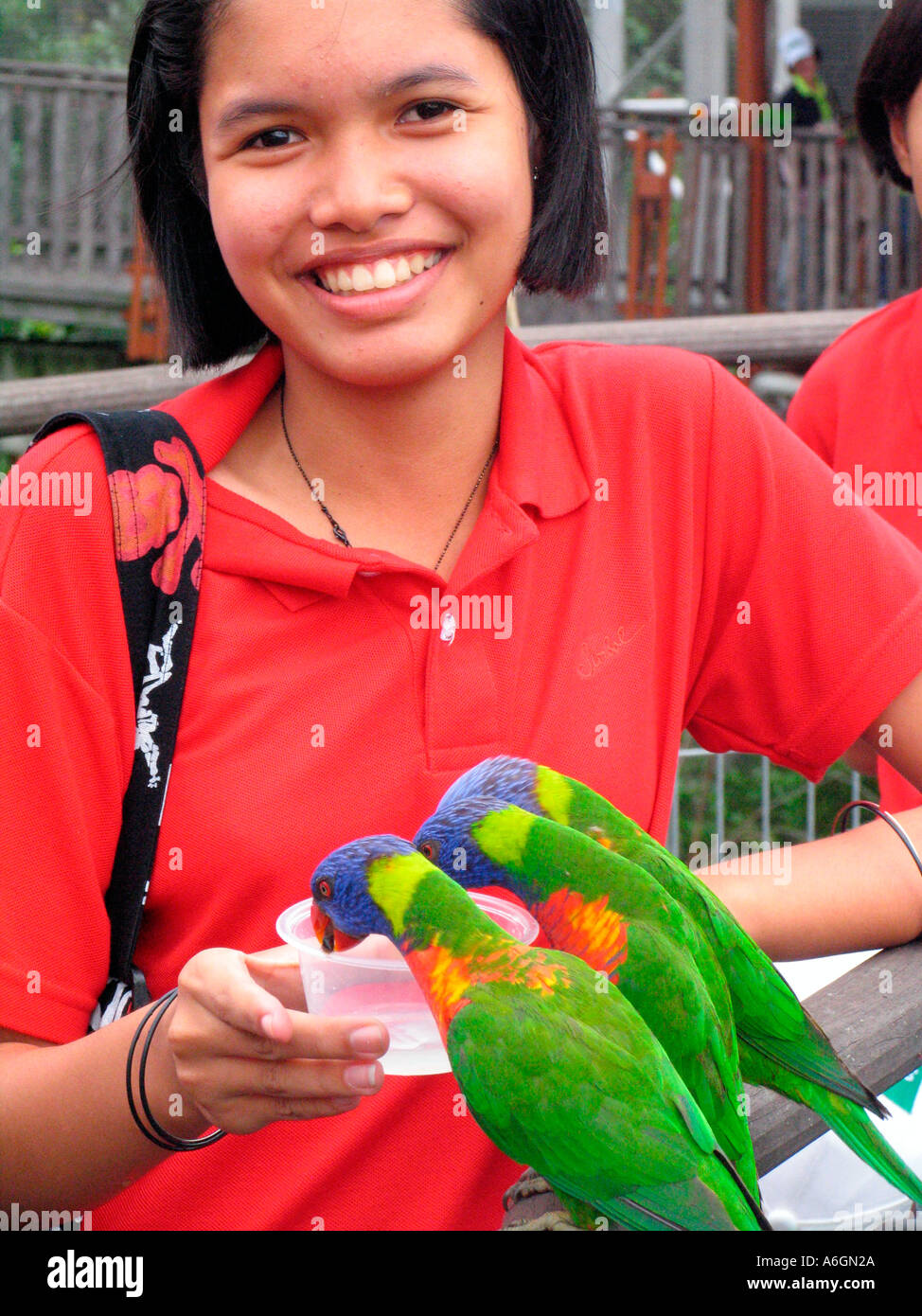 Young visitor feeds lorikeets Jurong Bird Park Lory Loft Singapore ...