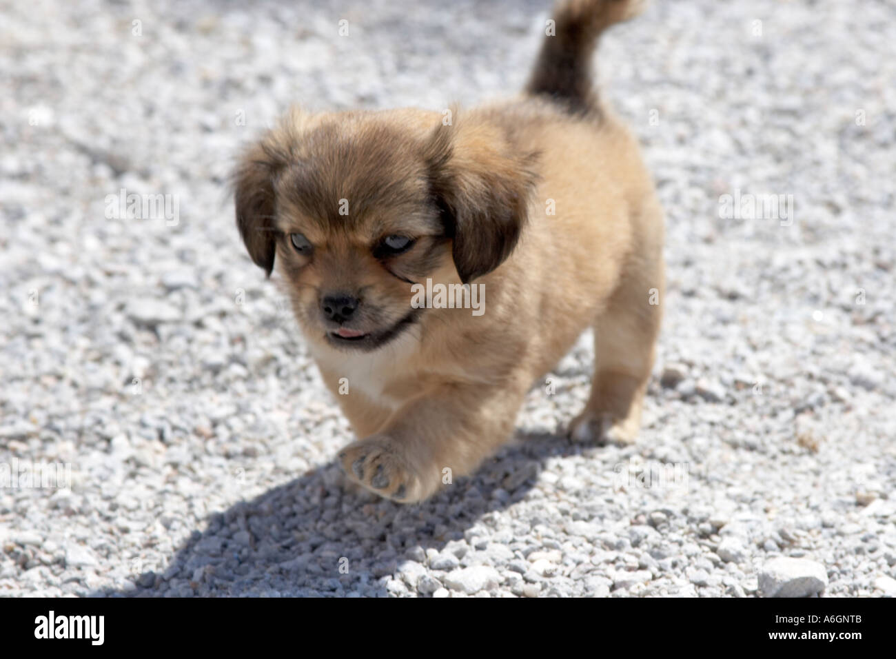 Small cute puppy dog on Greek Island of Santorini or Thira Greece Stock ...
