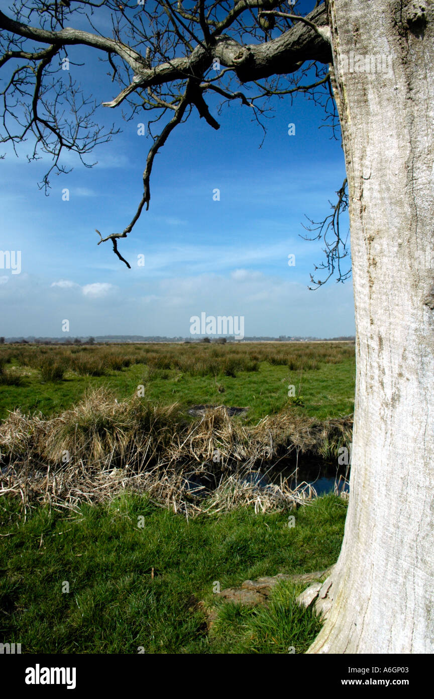 Dead tree and marshland Stock Photo - Alamy
