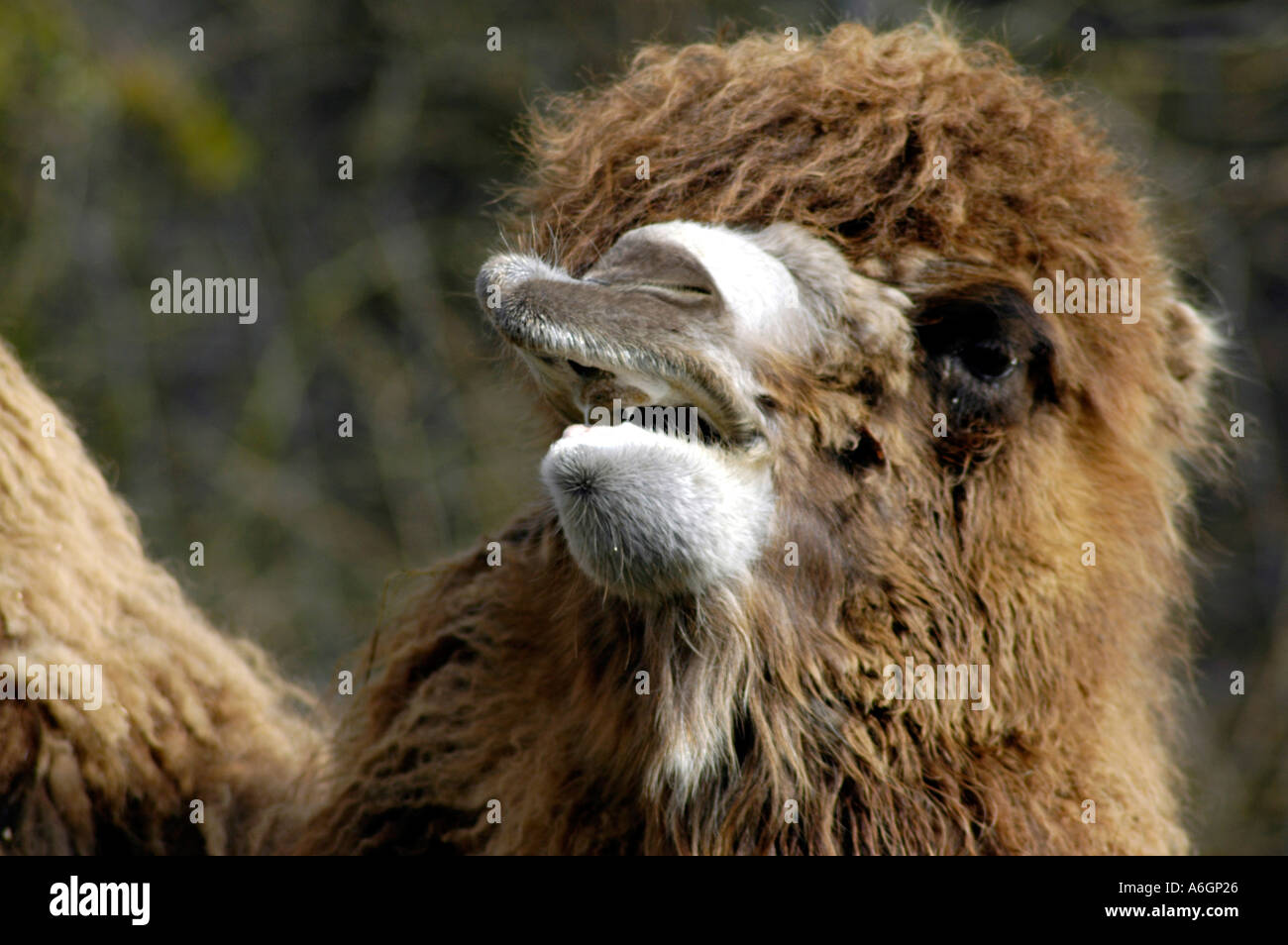 Sneering bacterian camel Stock Photo - Alamy