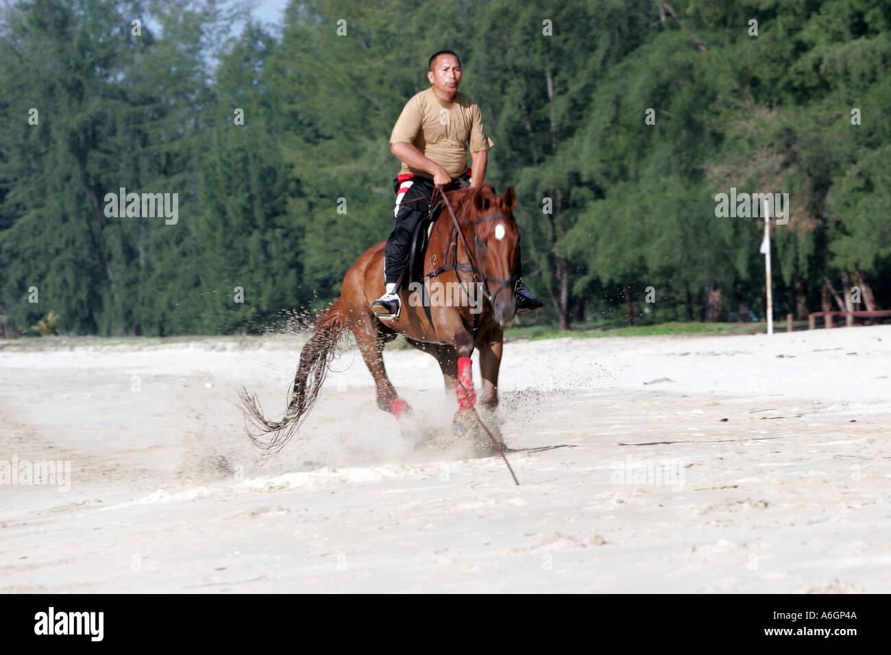 Galloping exercises hi-res stock photography and images - Alamy