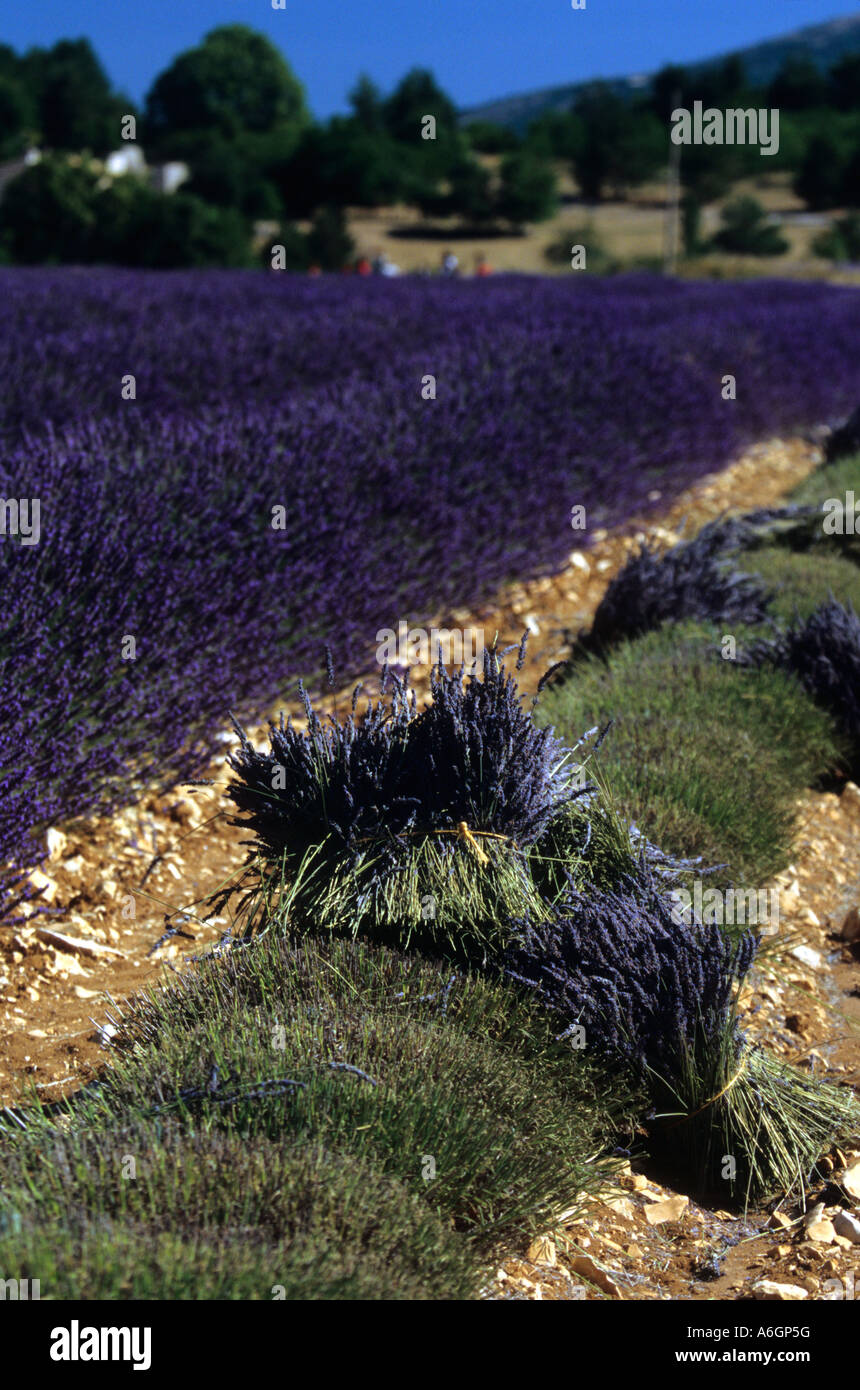 Drome 26 France Provence Europe Stock Photo - Alamy