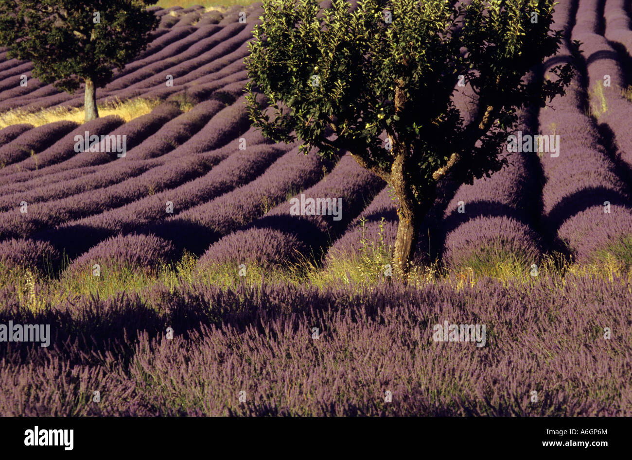 Drome 26 France Provence Europe Stock Photo - Alamy