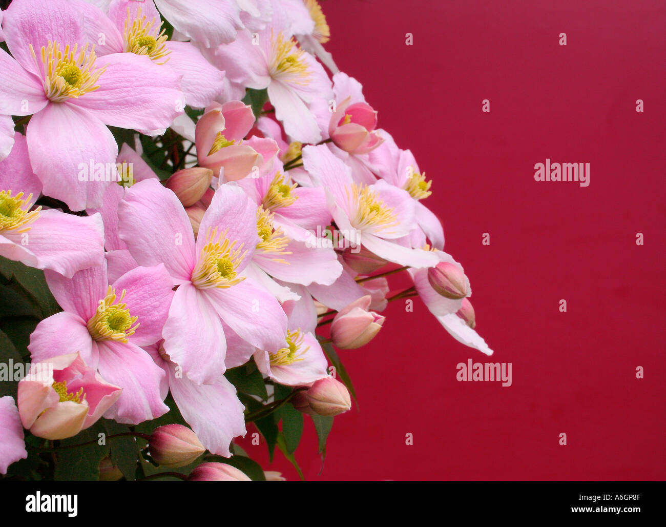 Blooming Clematis Montana Rubens Stock Photo - Alamy