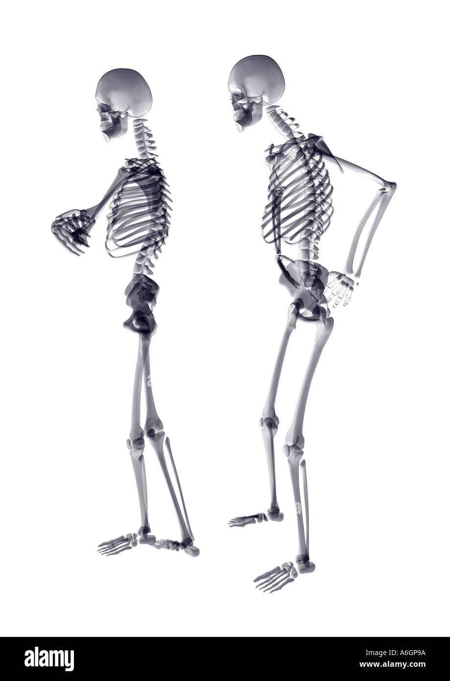 x ray skeleton conversation Stock Photo - Alamy