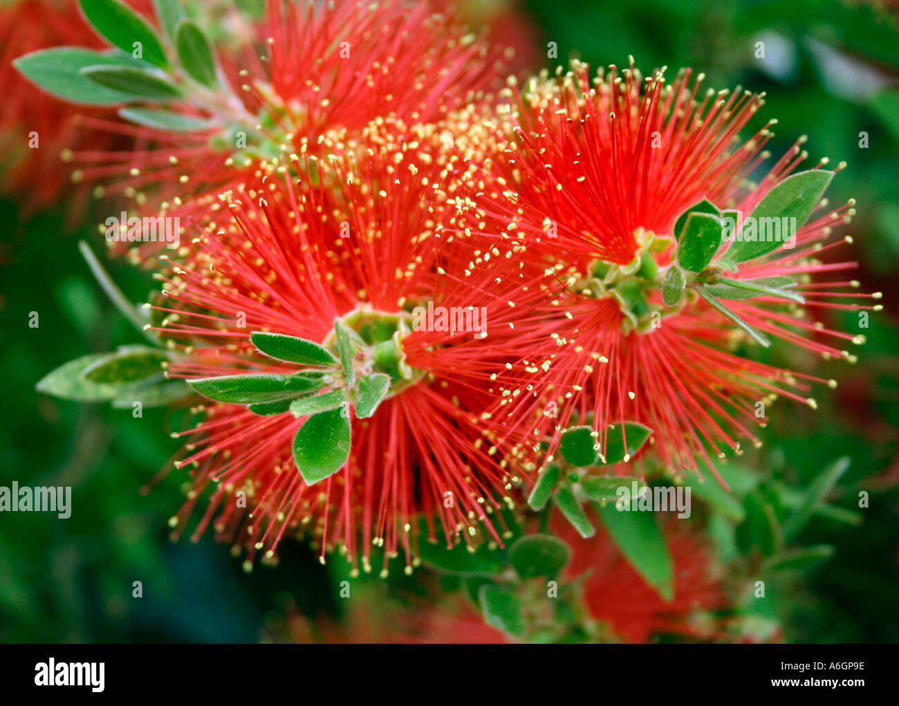 Red Callistemon flower Stock Photo - Alamy