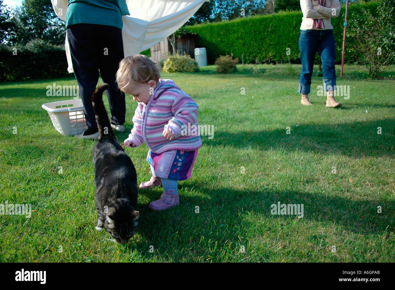 18 year old cat hi-res stock photography and images - Alamy