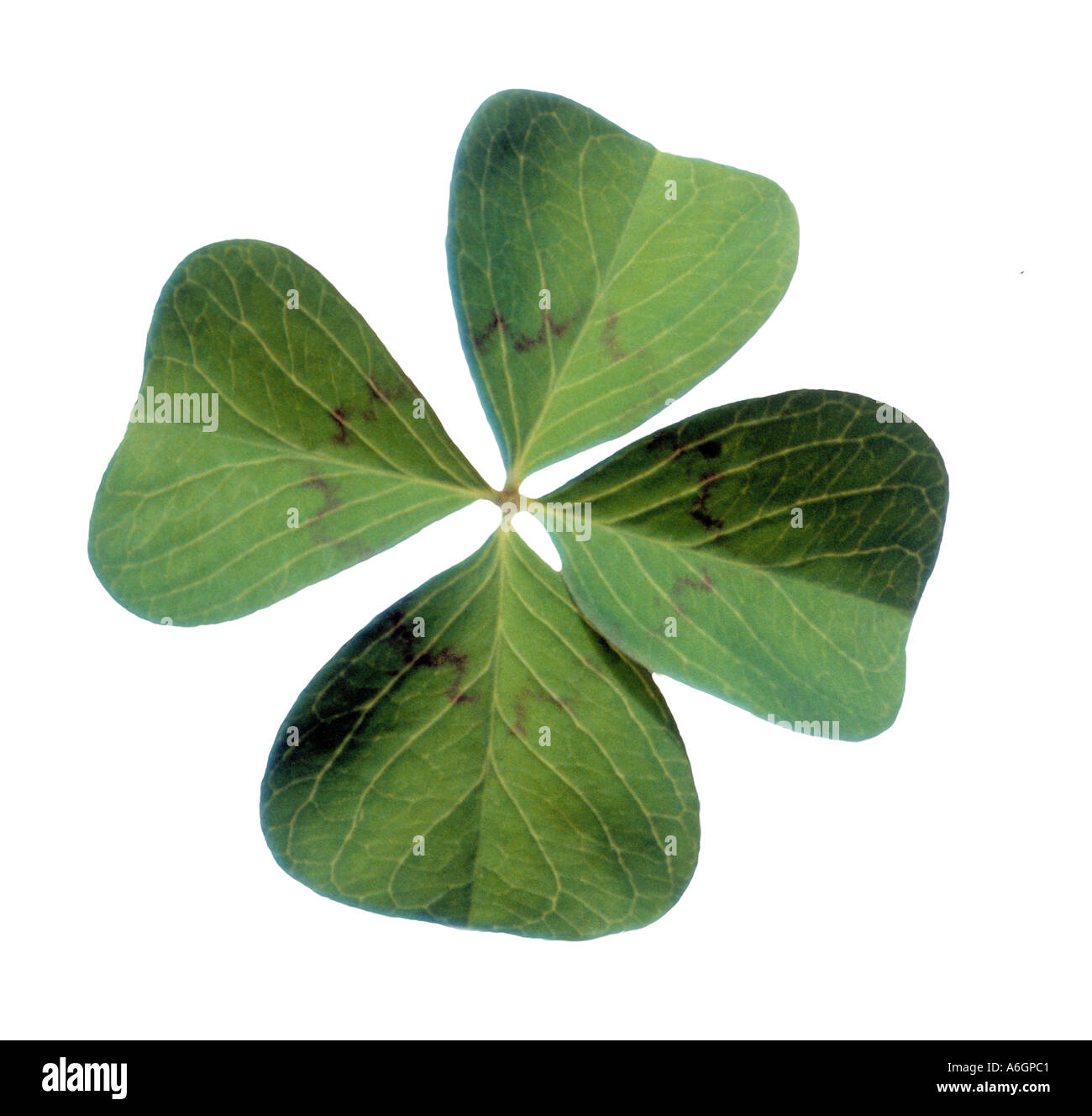 four leaved clover Stock Photo - Alamy