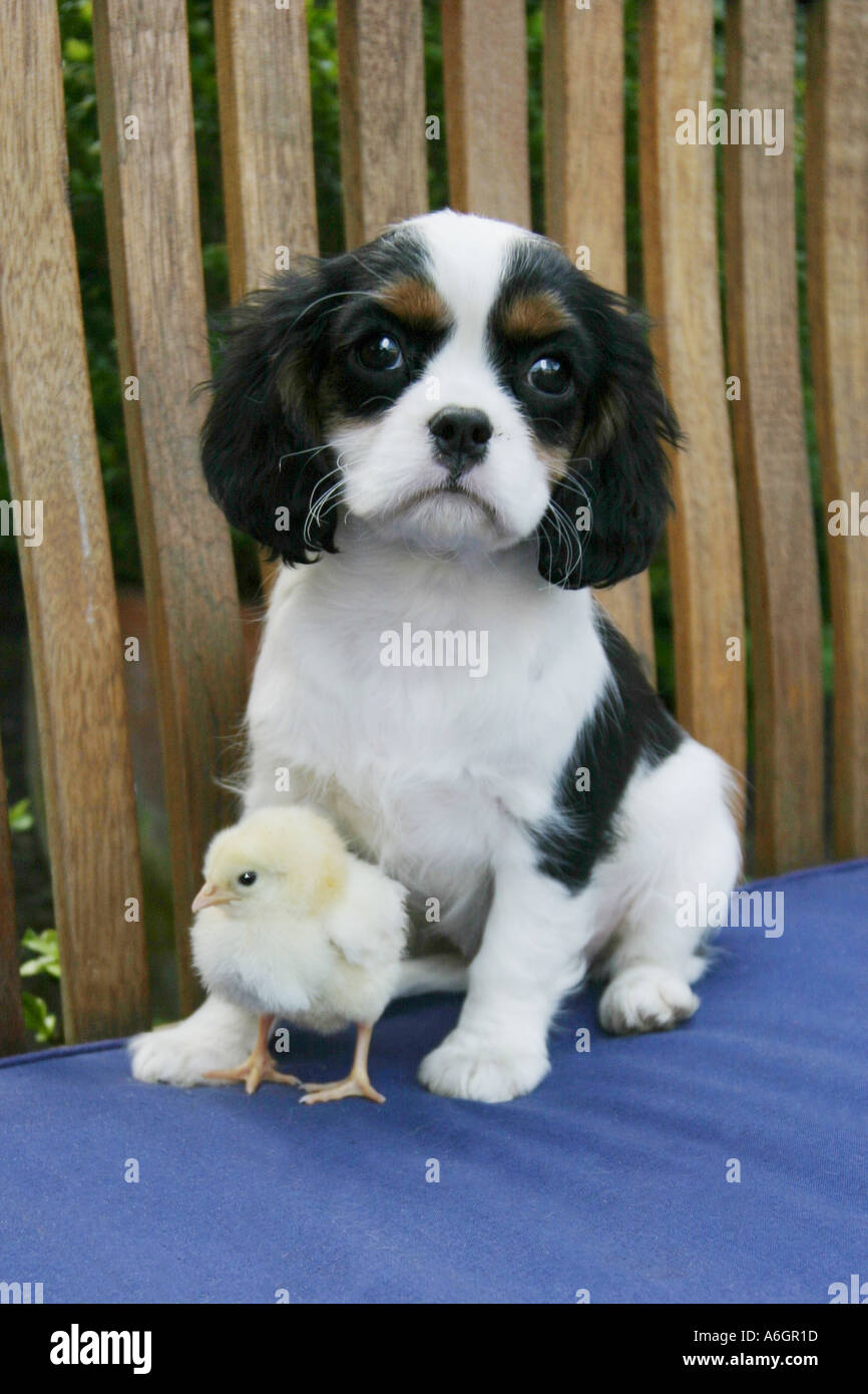 Puppy and chickens hi-res stock photography and images - Alamy