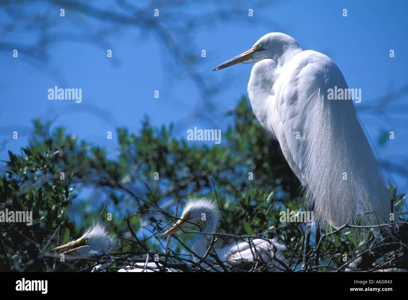 Rookery Heronry Nesting Egret with two chicks on nest Stock Photo - Alamy