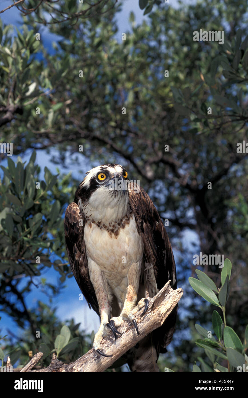 Osprey Portrait Pandion Haliaetus Osprey Poised On Tree Branch Stock