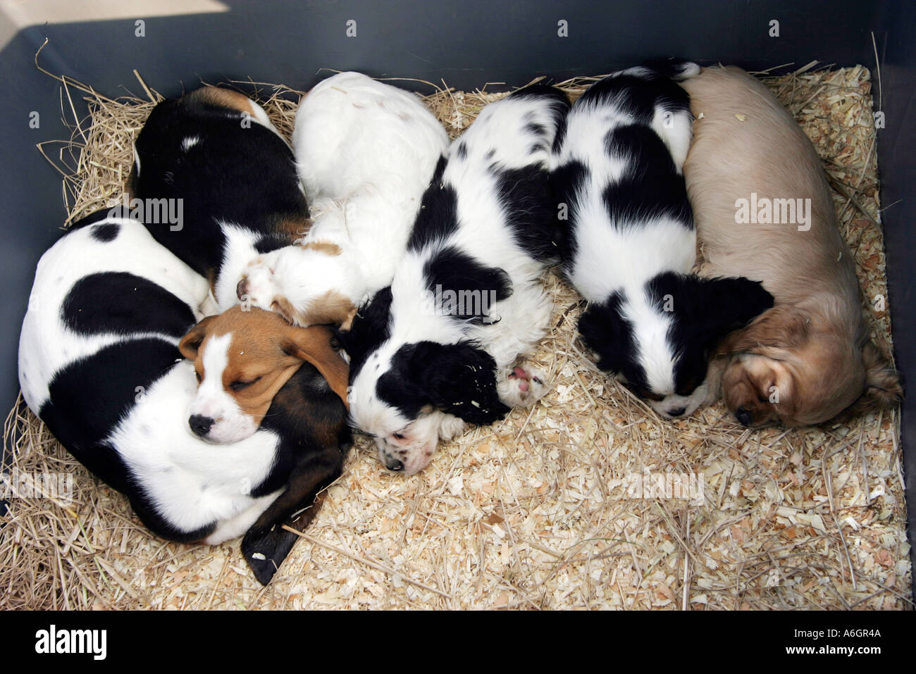 puppies in box Stock Photo - Alamy