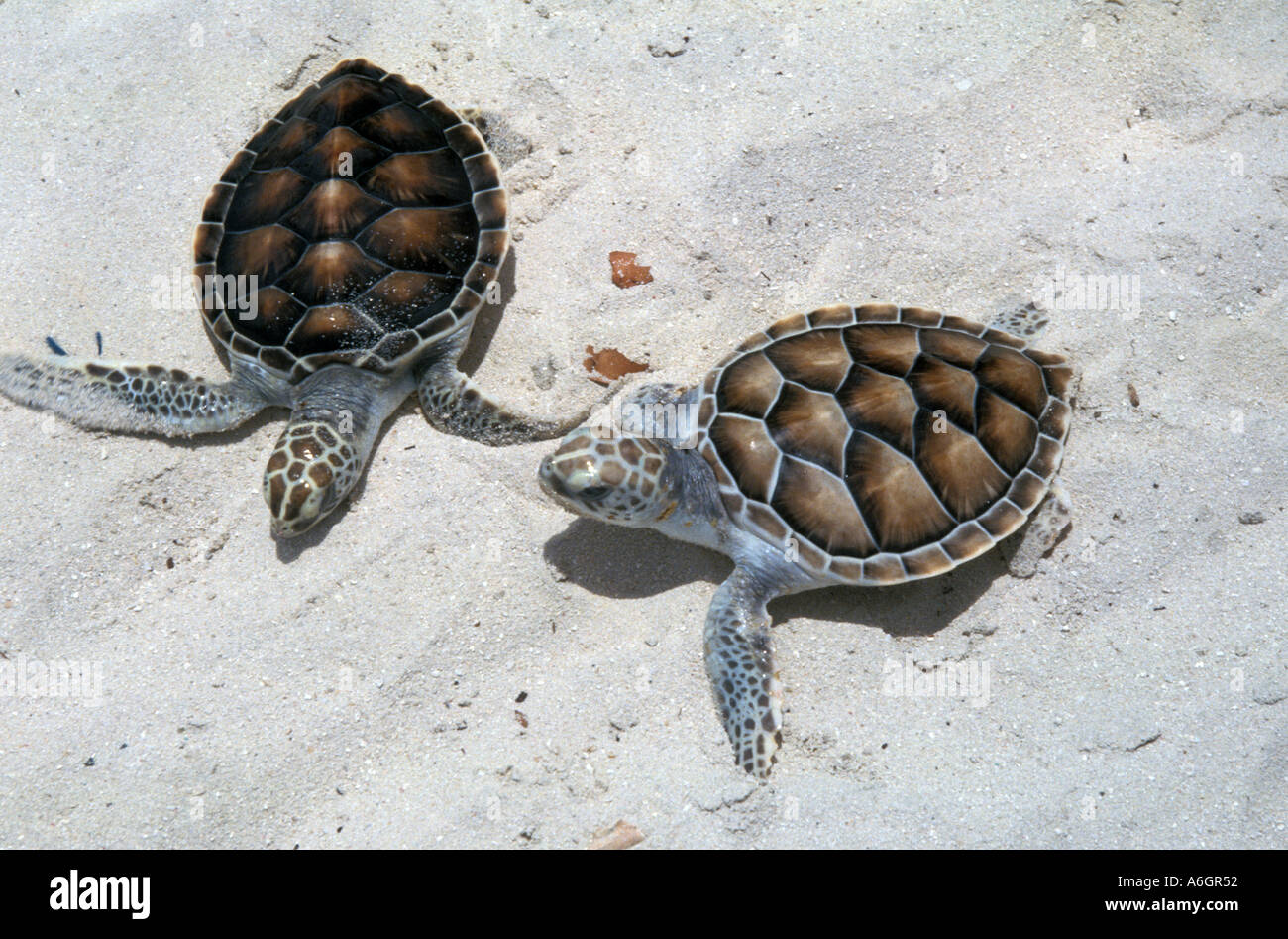 Green Sea Turtle Hatchlings on Beach in Bright Sunlight Stock Photo - Alamy