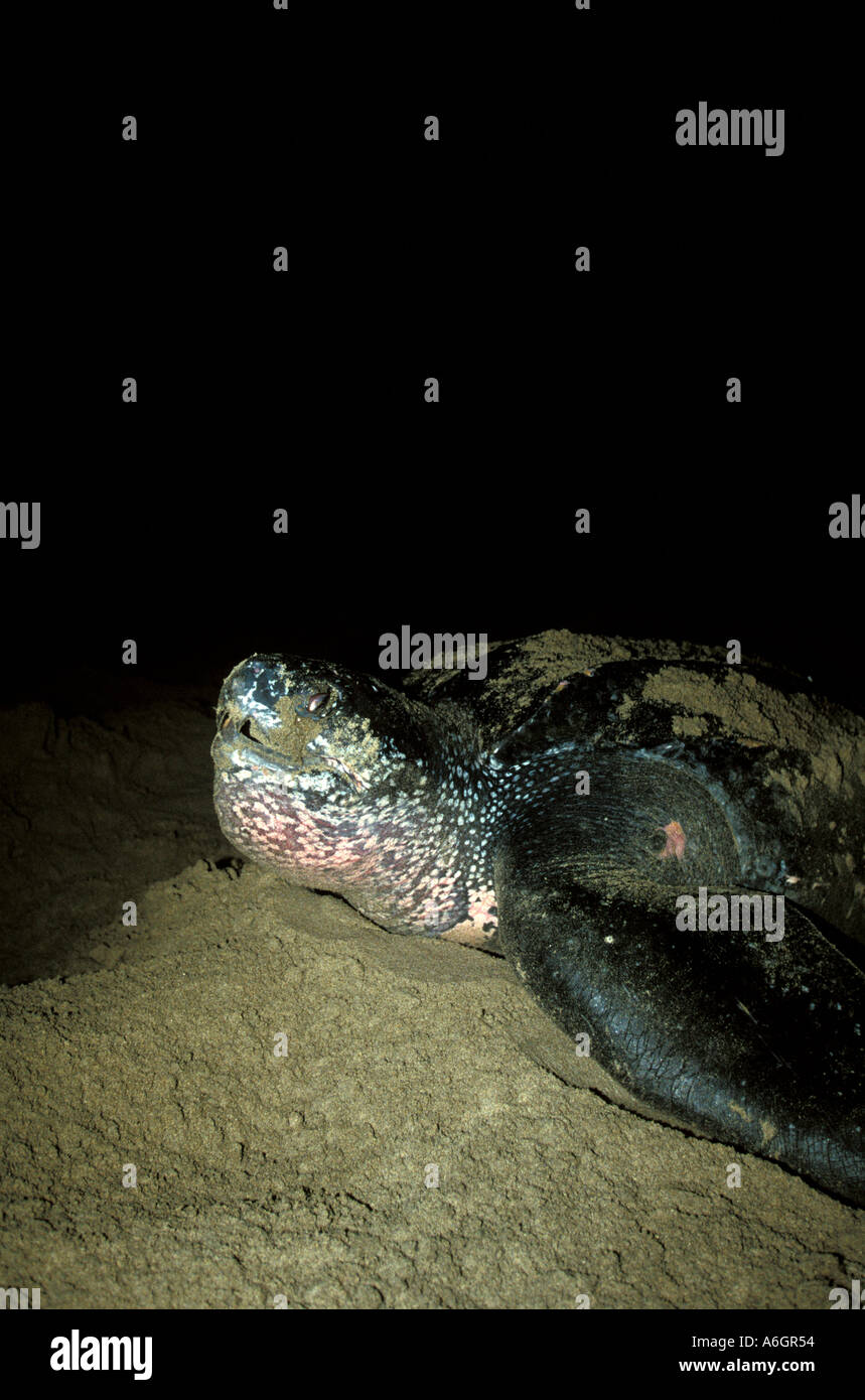 Leatherback Sea Turtle on Beach at Night returning to sea after laying ...