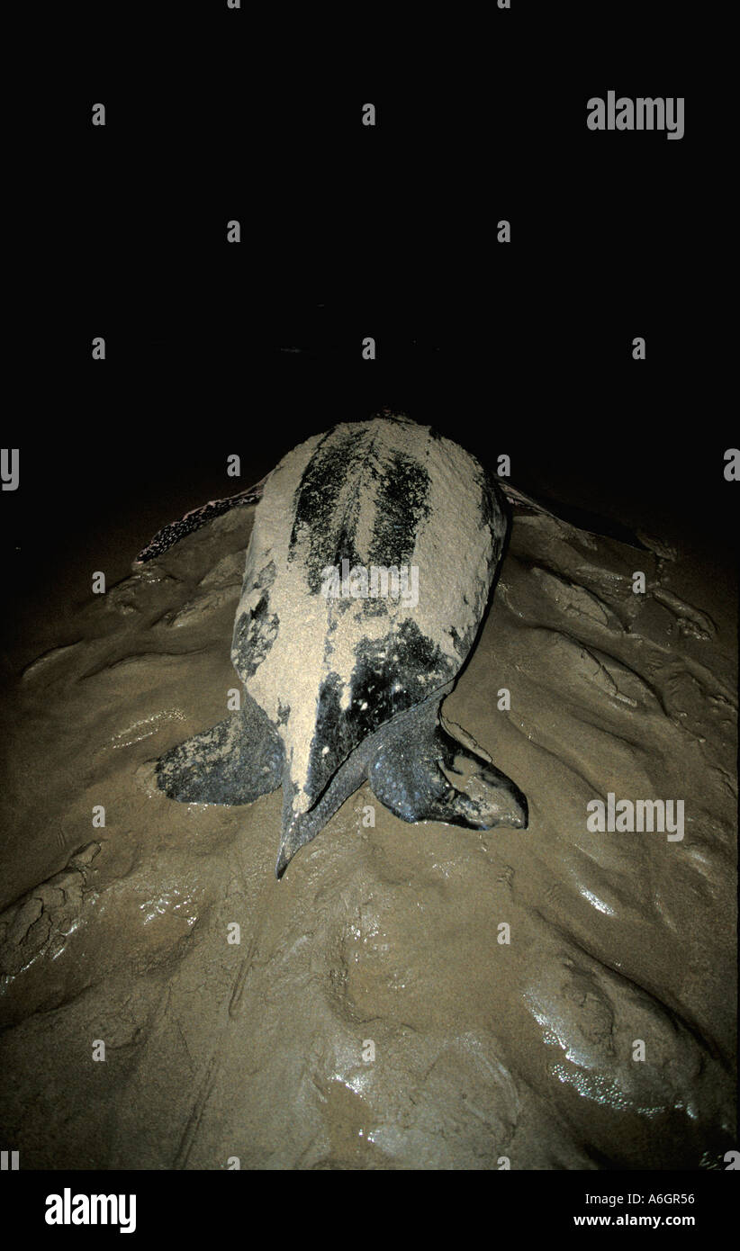 Turtle leatherback trinidad hi-res stock photography and images - Alamy
