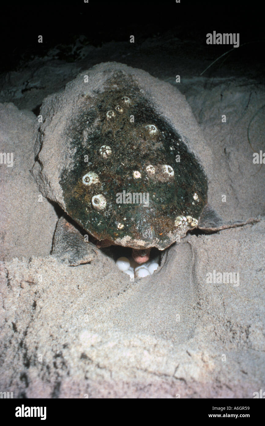 Loggerhead Sea Turtle Nesting on Beach Depositing Eggs Stock Photo - Alamy