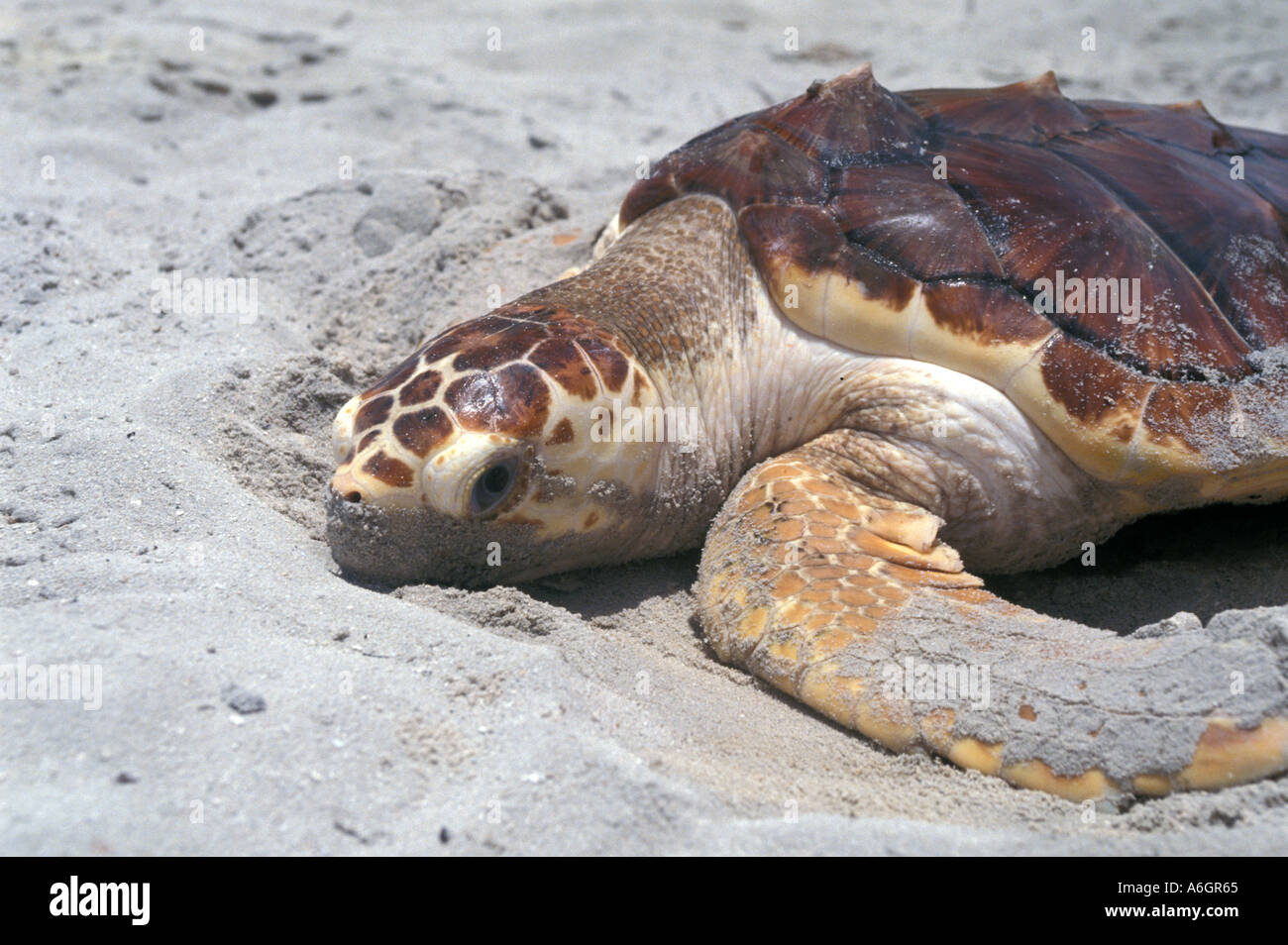 Loggerhead Sea Turtle on Beach During Day Stock Photo - Alamy