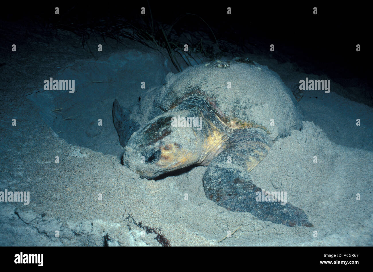 Loggerhead Sea Turtle Nesting on Beach Covering Nest after depositing ...