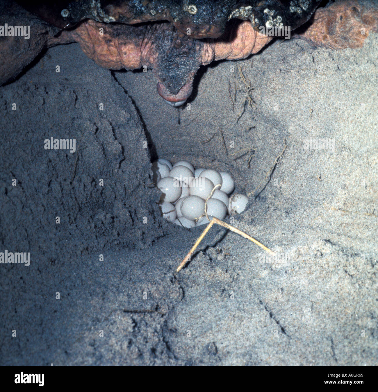 Loggerhead Sea Turtle deposits eggs on Florida Beach Depositing Eggs ...