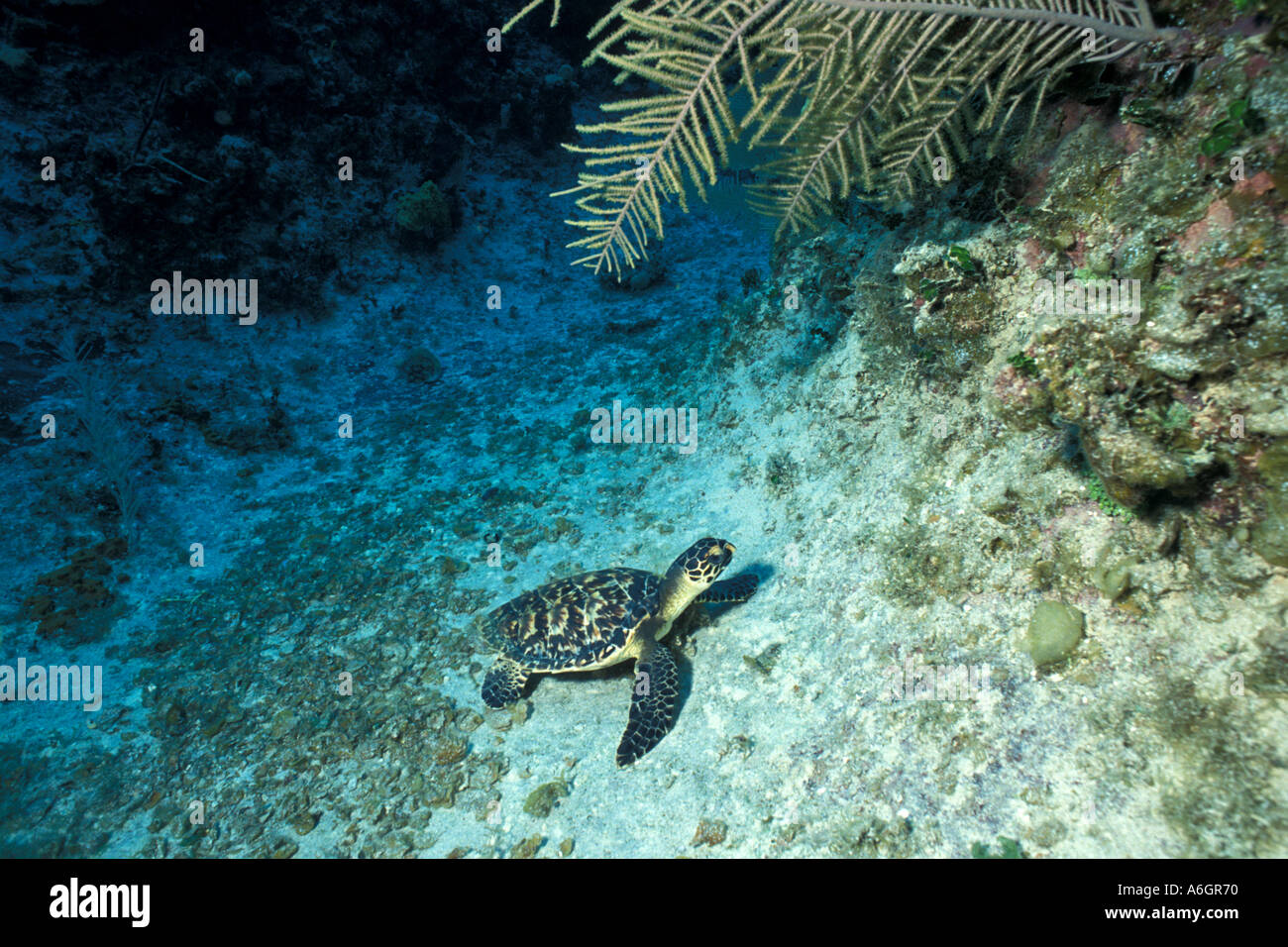 Immature Loggerhead Sea Turtle Swimming Underwater Resting on Ocean ...