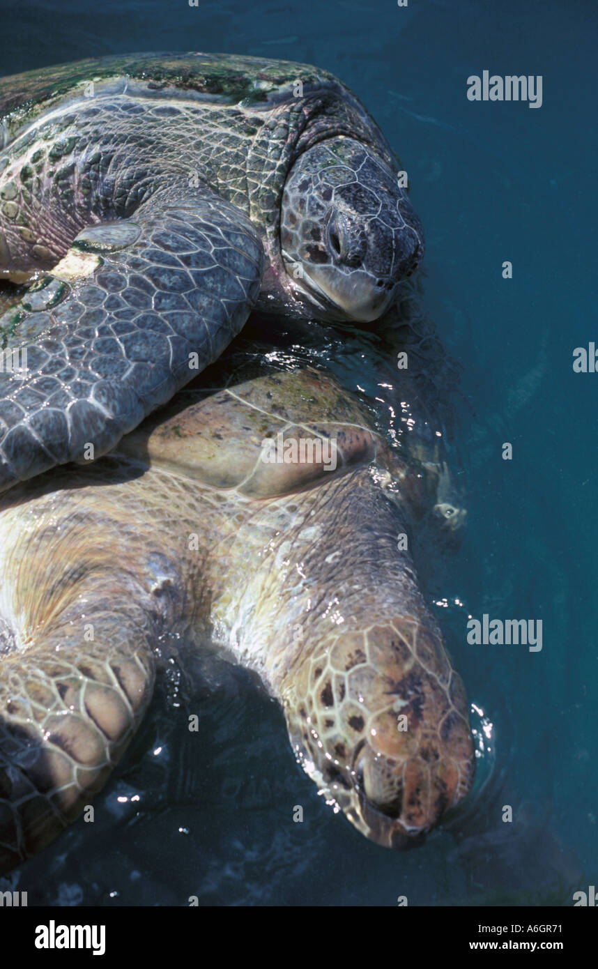 Green Sea Turtles Mating Endangered Species Stock Photo - Alamy